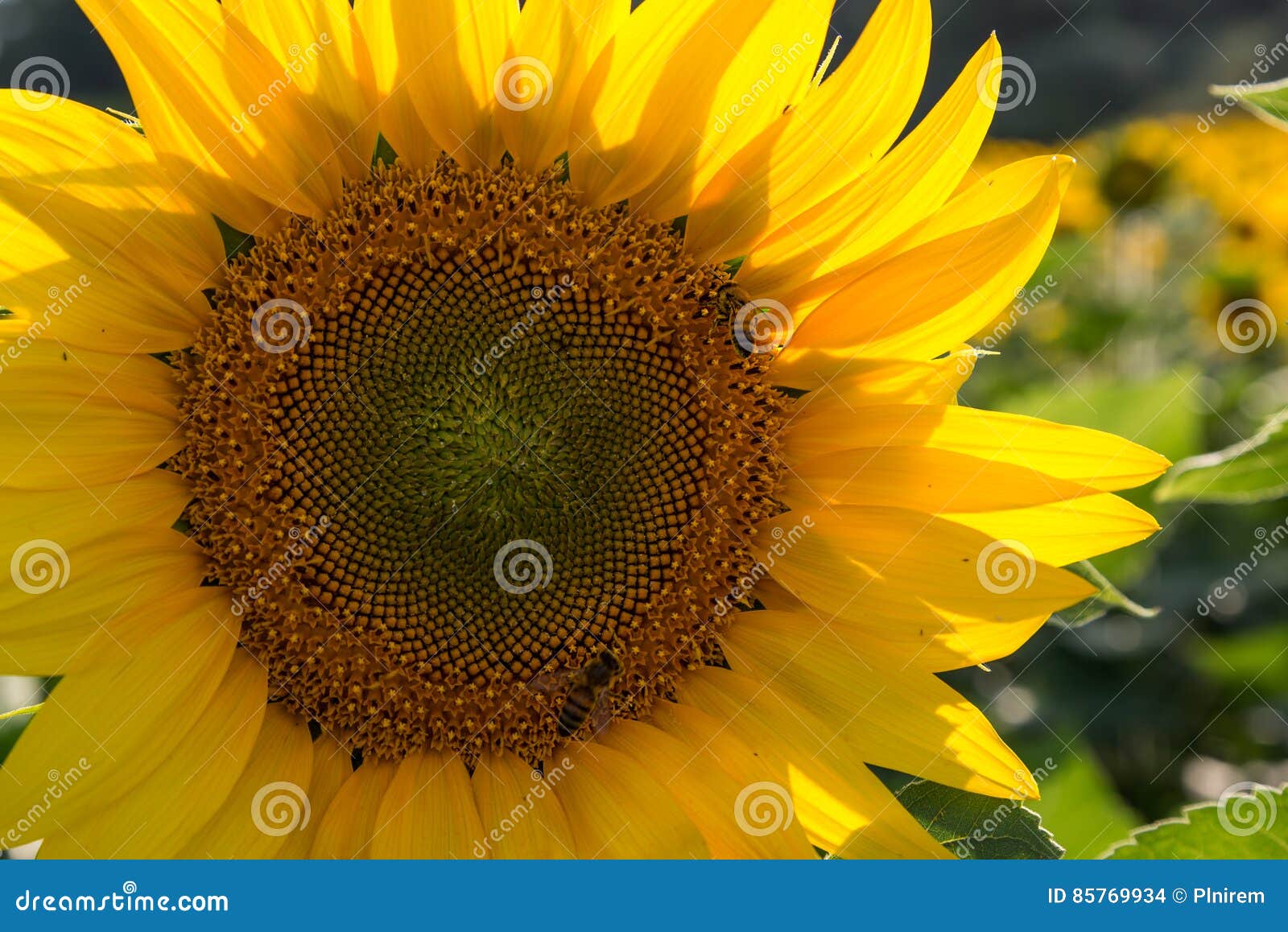 Sunflower stock photo. Image of healthy, kernel, blossom - 85769934