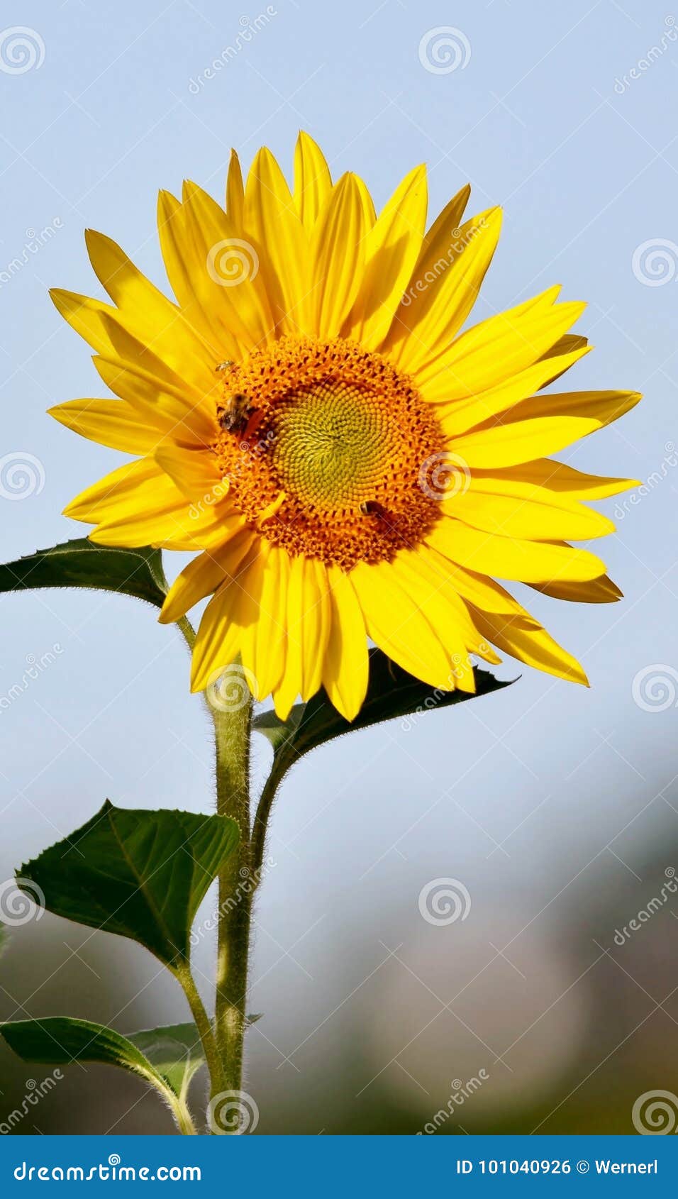 Sunflower in sunlight stock photo. Image of decorative - 101040926