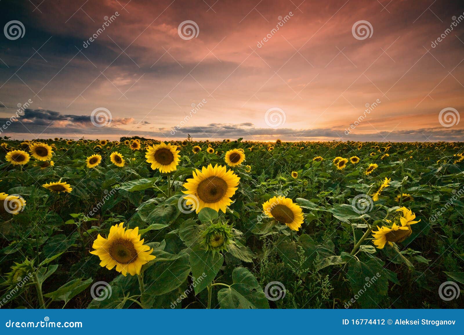Sunflower sunset stock photo. Image of flower, group - 16774412