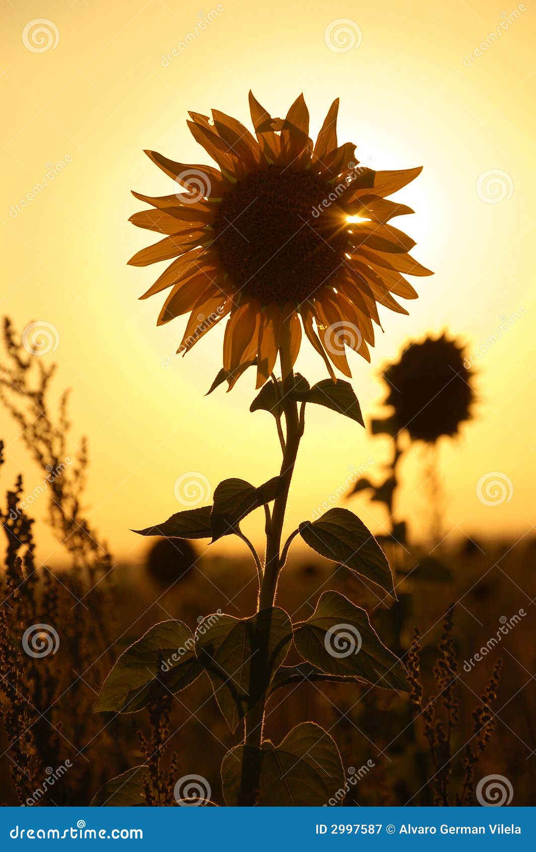 Sunflower at sunset stock image. Image of landscape, branch - 2997587