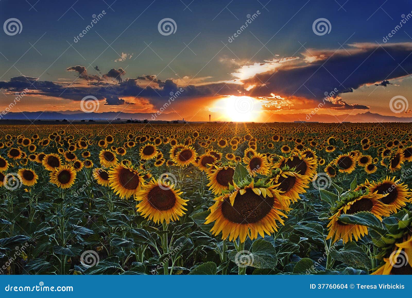 Sunflower Sunset stock photo. Image of orange, dramatic - 37760604