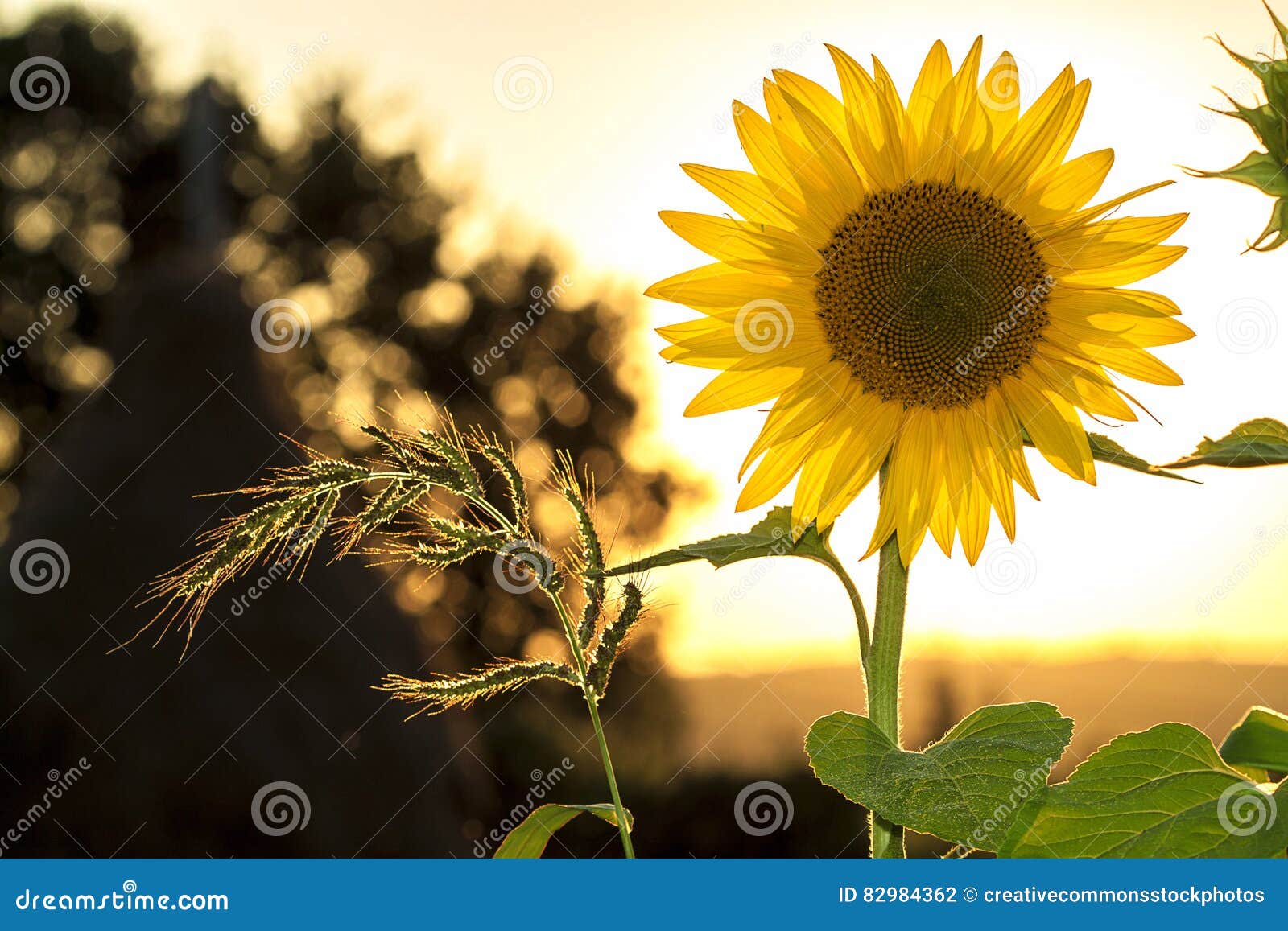 Sunflower During Sunset Picture. Image: 82984362