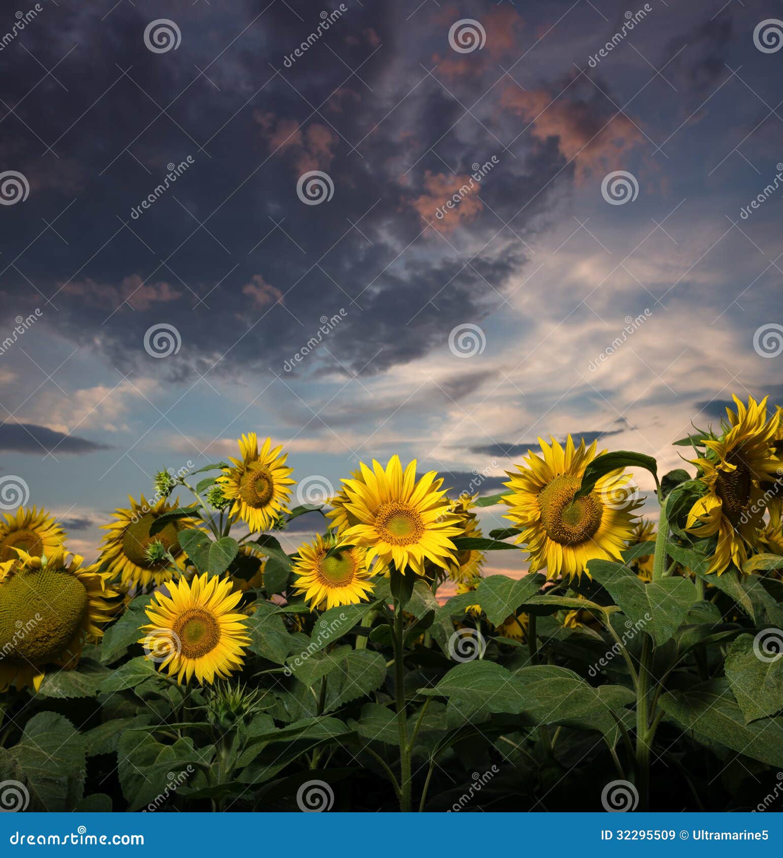 Sunflower at sunset stock image. Image of scene, cloudscape - 32295509