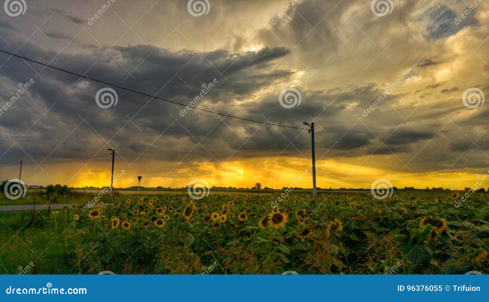 Sunflower Sunset stock image. Image of storm, sunflower - 96376055