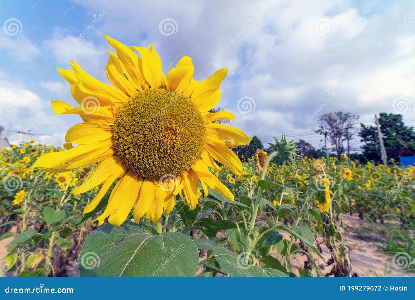 Sunflower in the Sunshine at the Farm Stock Photo - Image of landscape ...