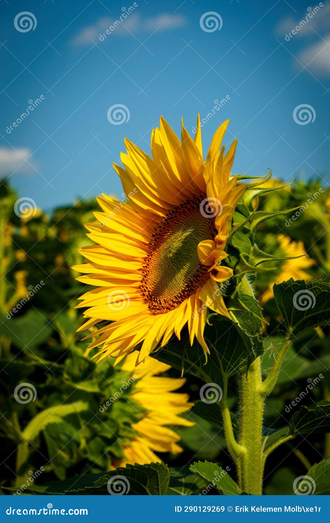 Sunflower in sunshine stock image. Image of field, wildflower - 290129269