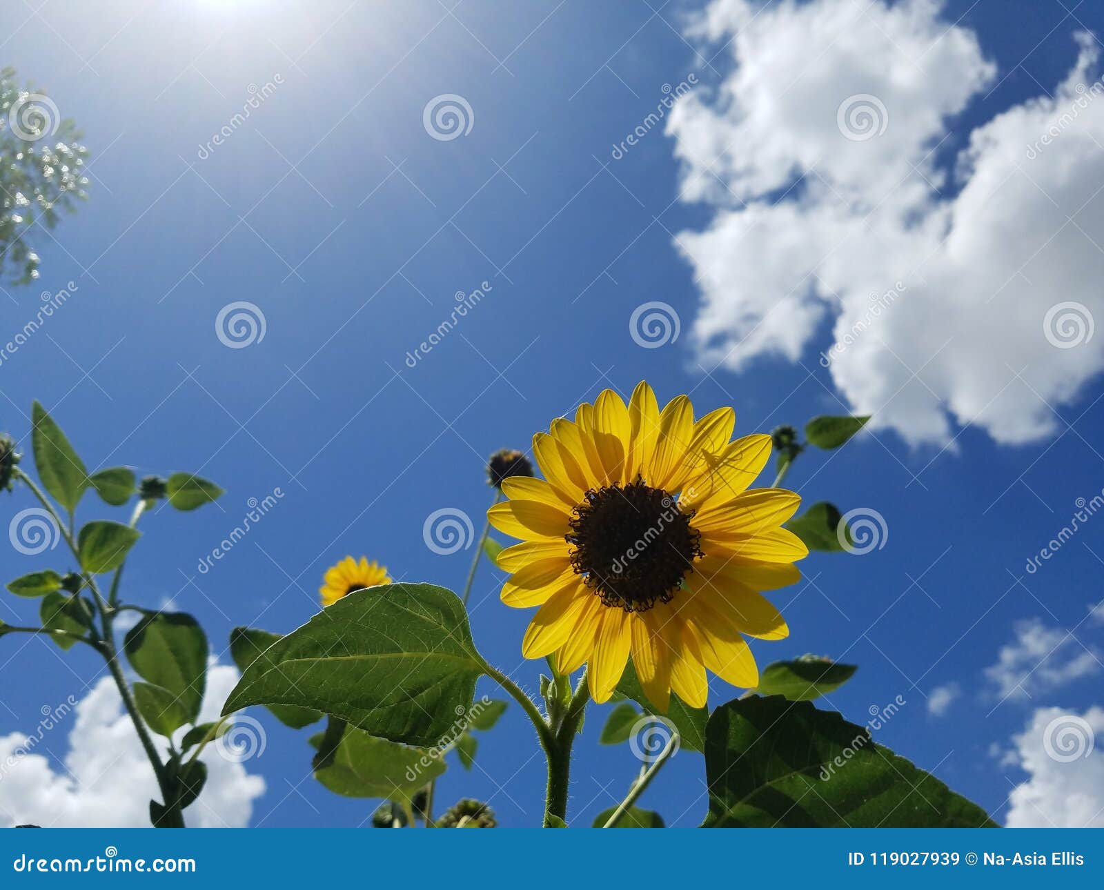 Sunflower Under the Sun stock image. Image of creature - 119027939