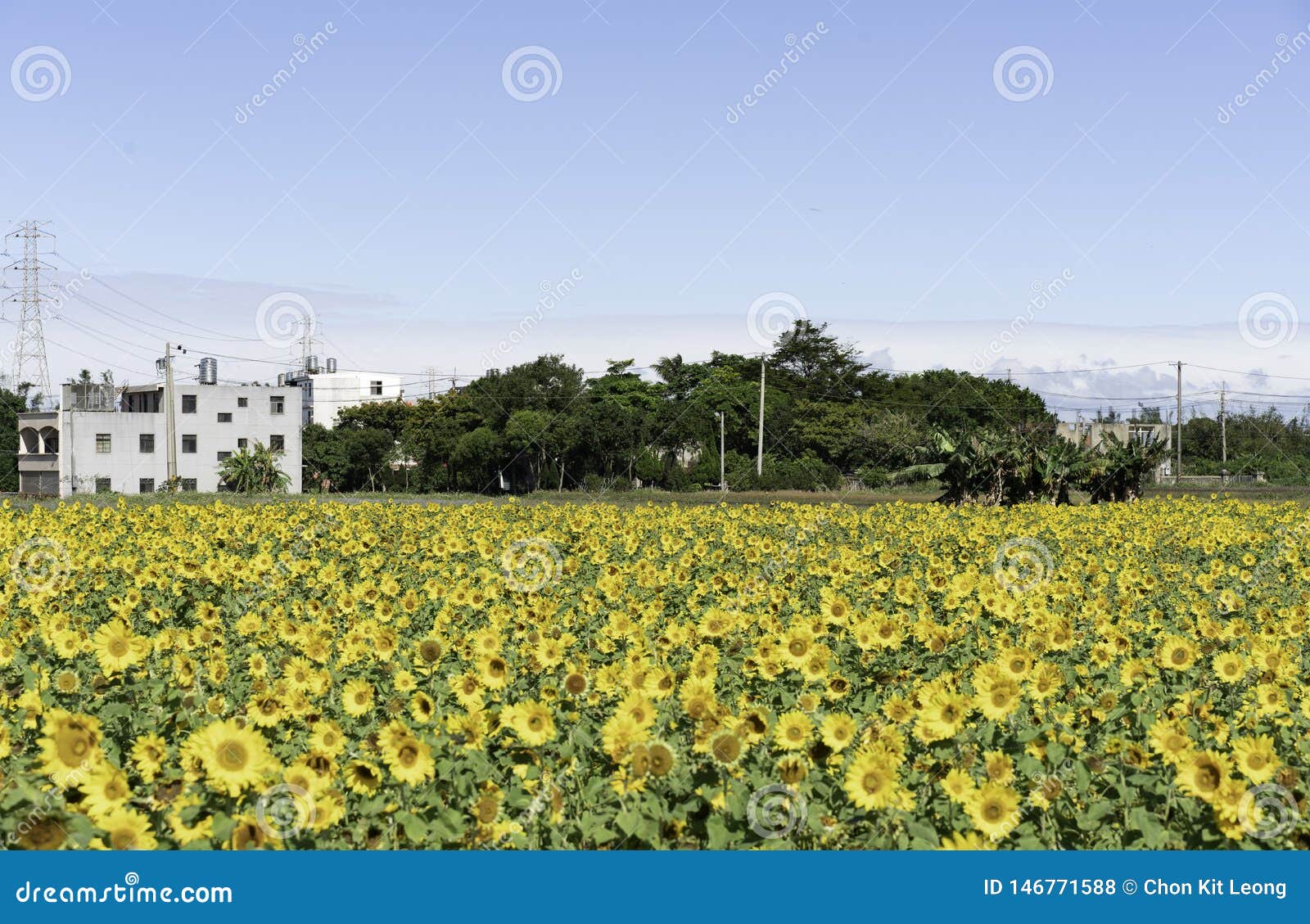 Sunflower Swinging Under High Wind Stock Photo - Image of sunflower ...