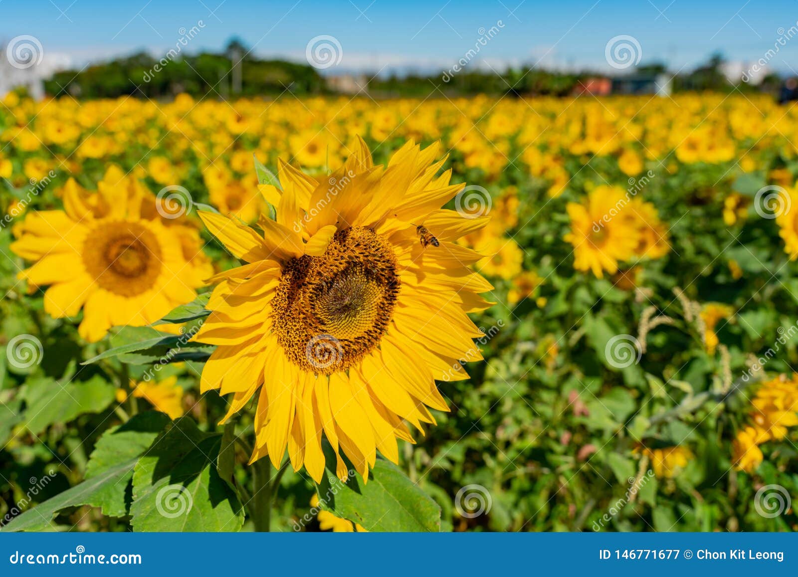 Sunflower Swinging Under High Wind Stock Image - Image of chinese ...