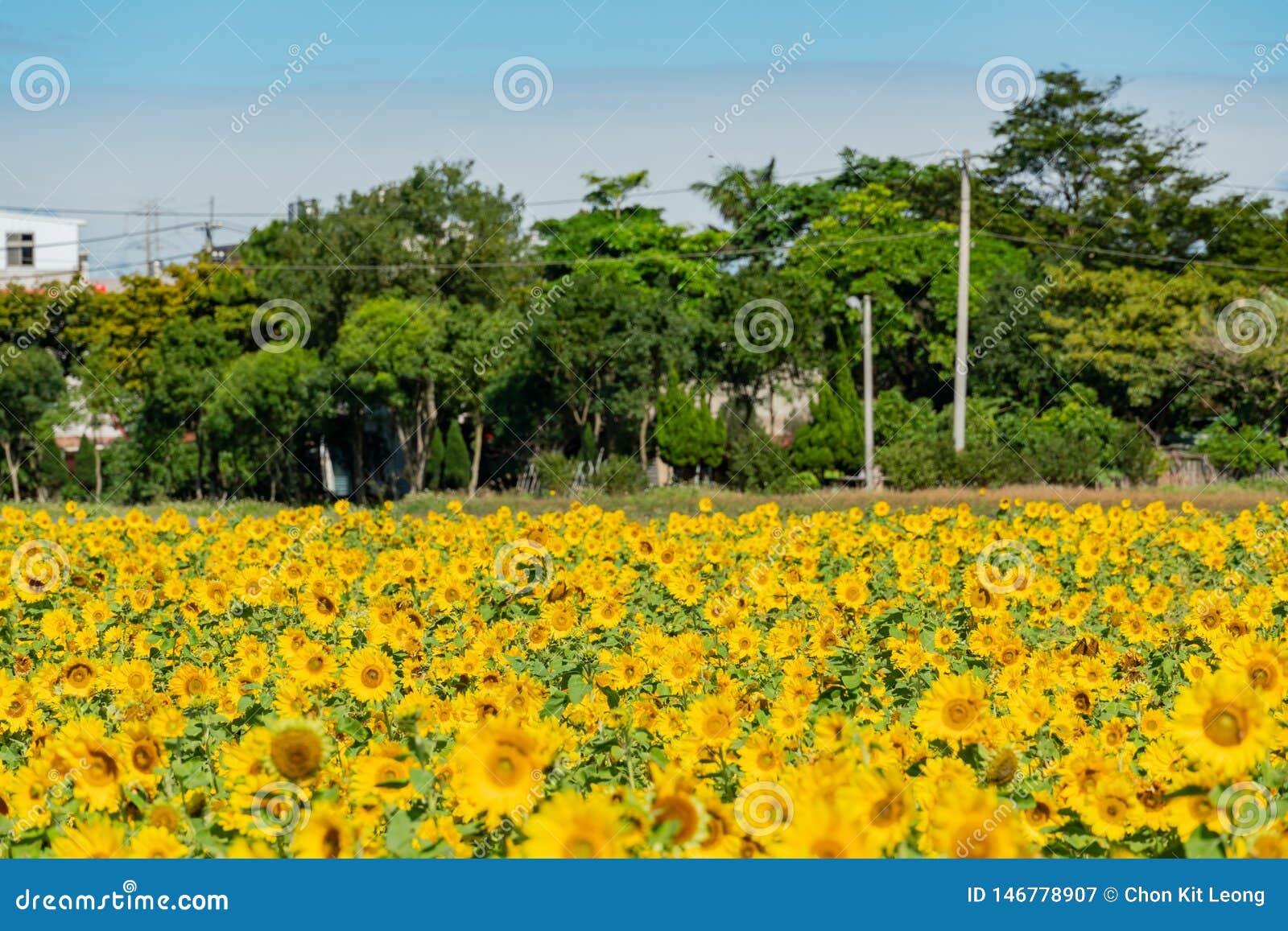 Sunflower Swinging Under High Wind Stock Image - Image of taiwan ...