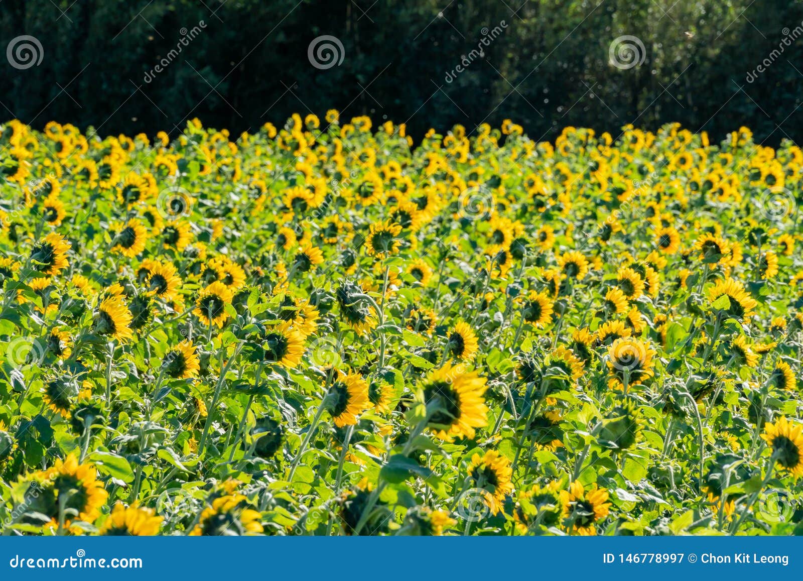 Sunflower Swinging Under High Wind Stock Image - Image of outdoor ...