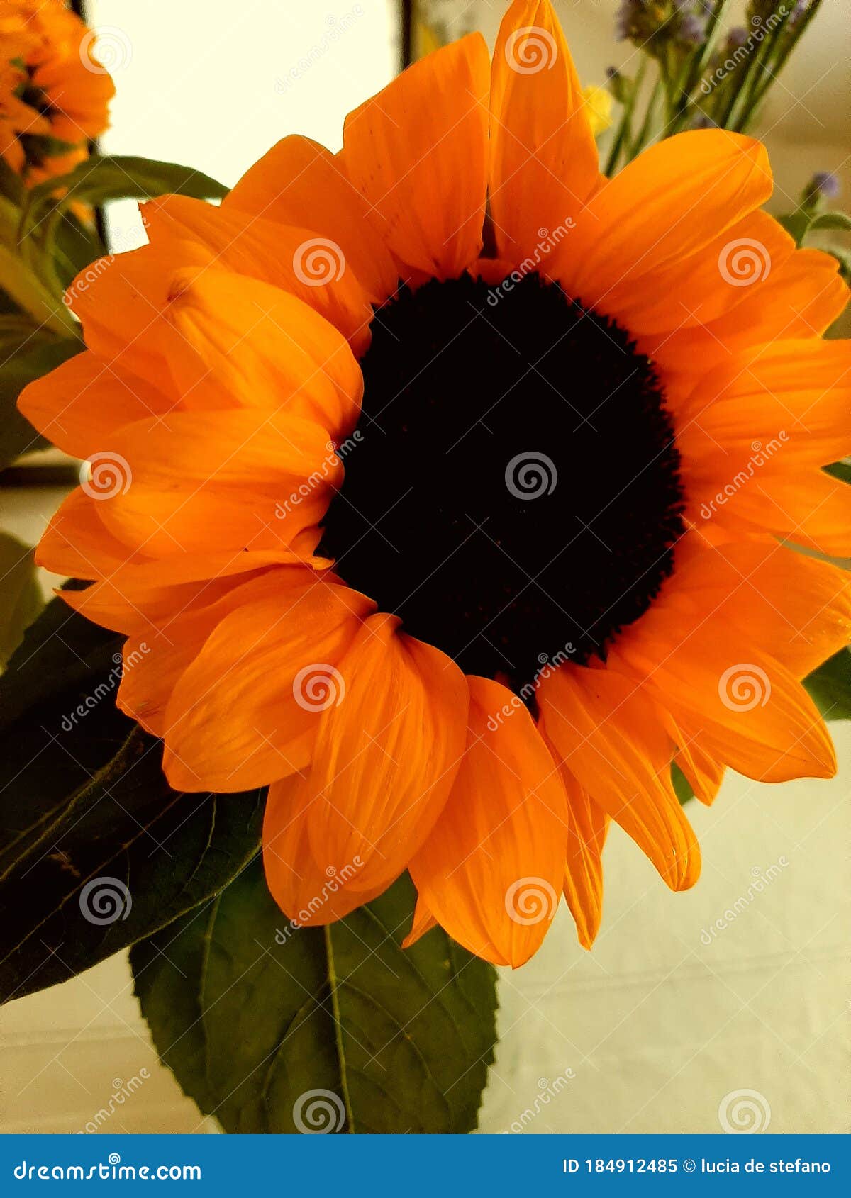 The Sunflower Symbol of Cheerfulness Brightness and Liveliness Stock ...