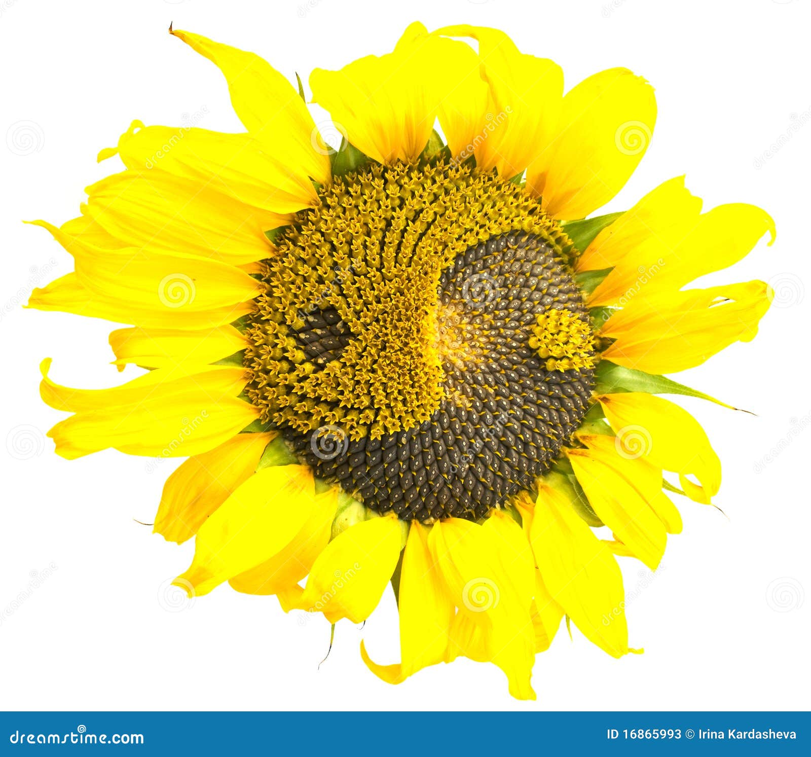 Sunflower With The Symbol Of Yin-yang Royalty-Free Stock Photography ...