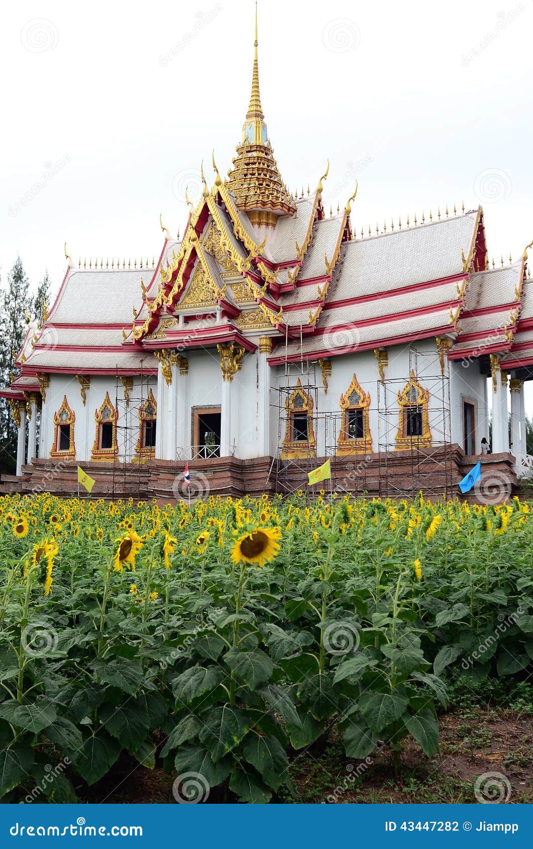 Sunflower and Temple with Sky Background Stock Photo - Image of famous ...
