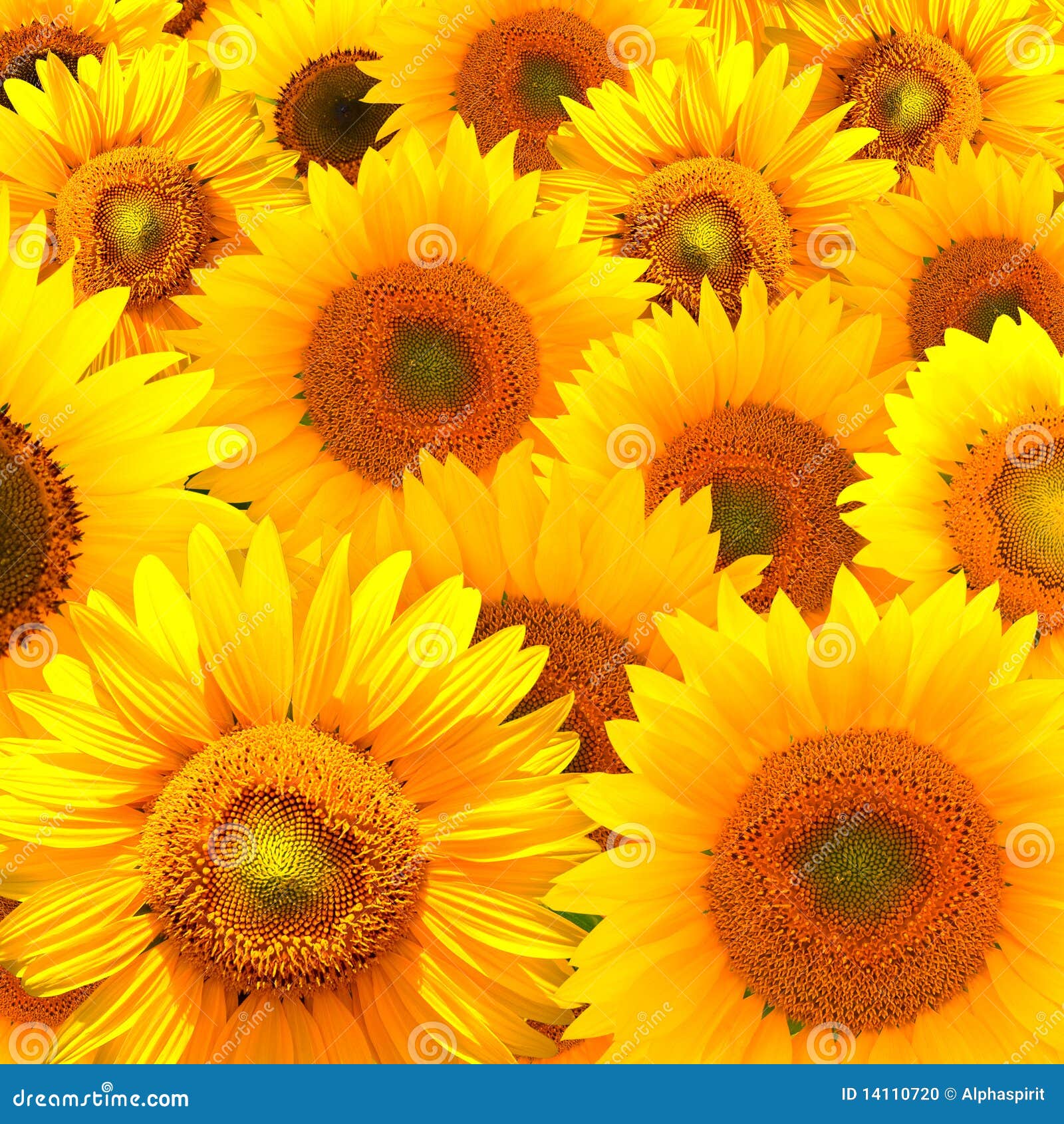 Sunflower texture stock photo. Image of blossom, details - 14110720