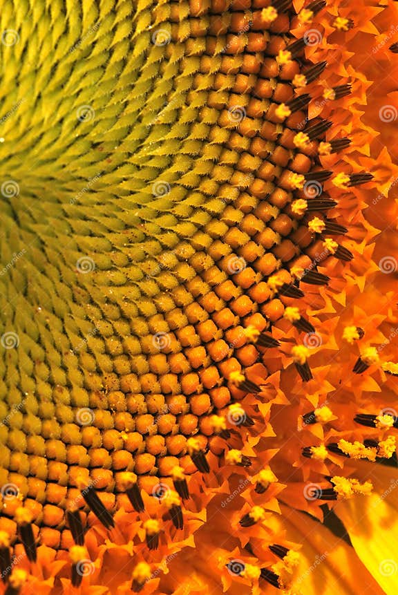 Sunflower texture stock photo. Image of nature, bloom - 7655062