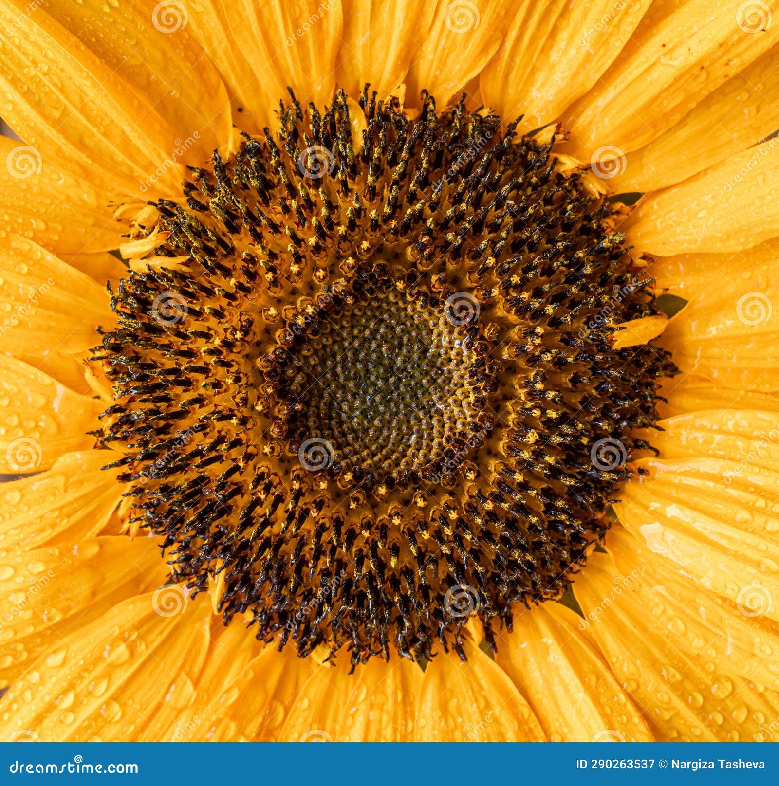 Sunflower Texture and Background. Macro View of Abstract Nature Texture ...