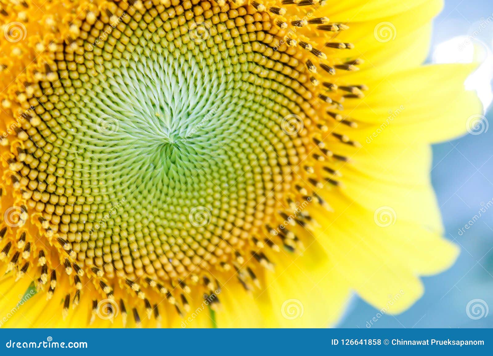 Sunflower Texture and Background. Stock Photo - Image of petal, frame ...