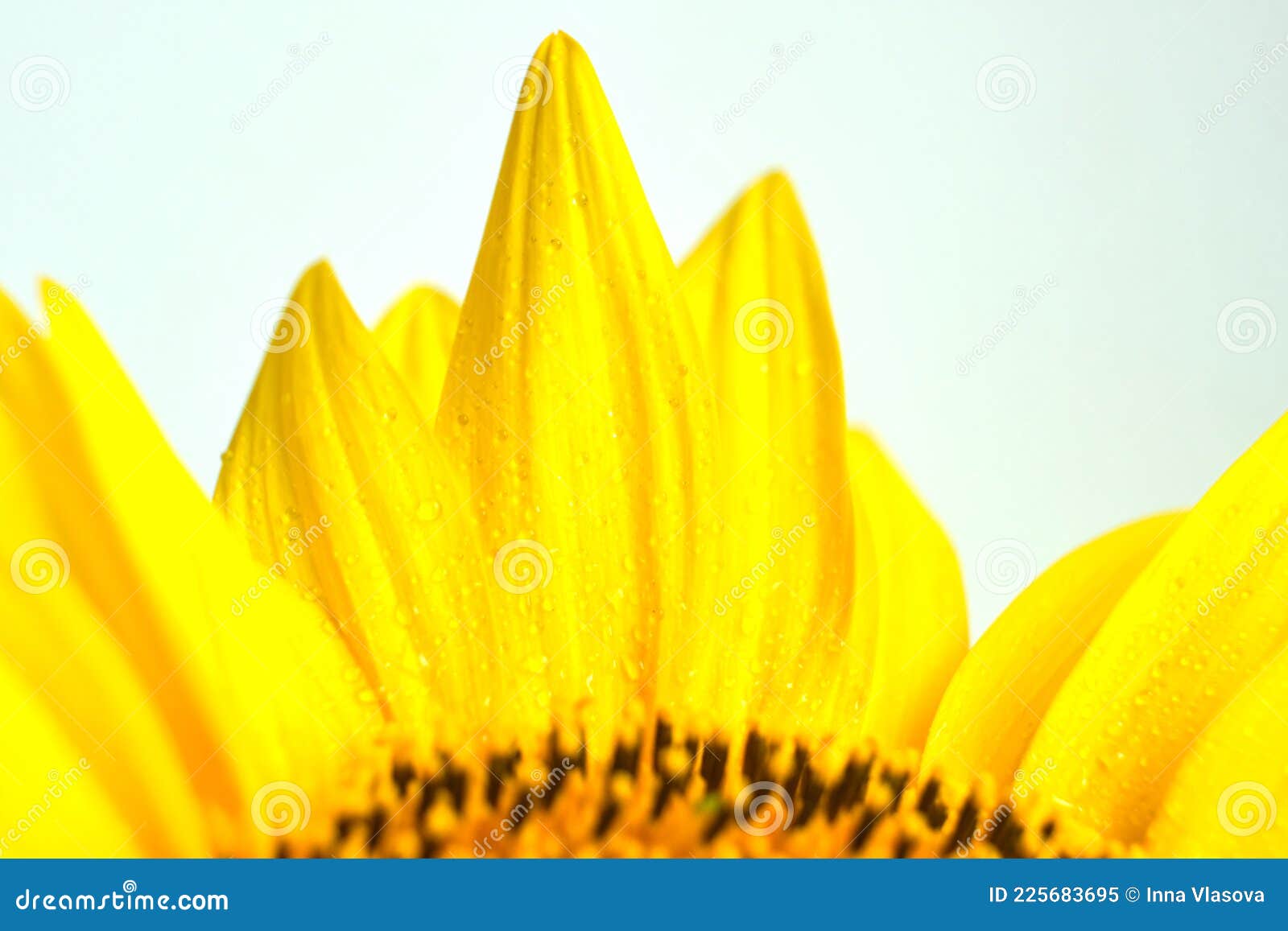 Sunflower Texture and Background. Texture of Sunflower Pollen Stock ...