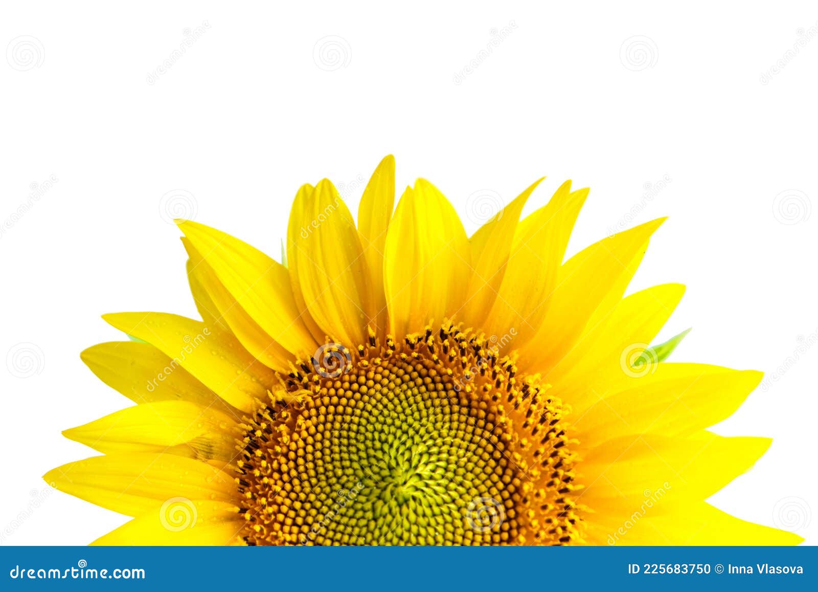 Sunflower Texture and Background. Texture of Sunflower Pollen Stock ...