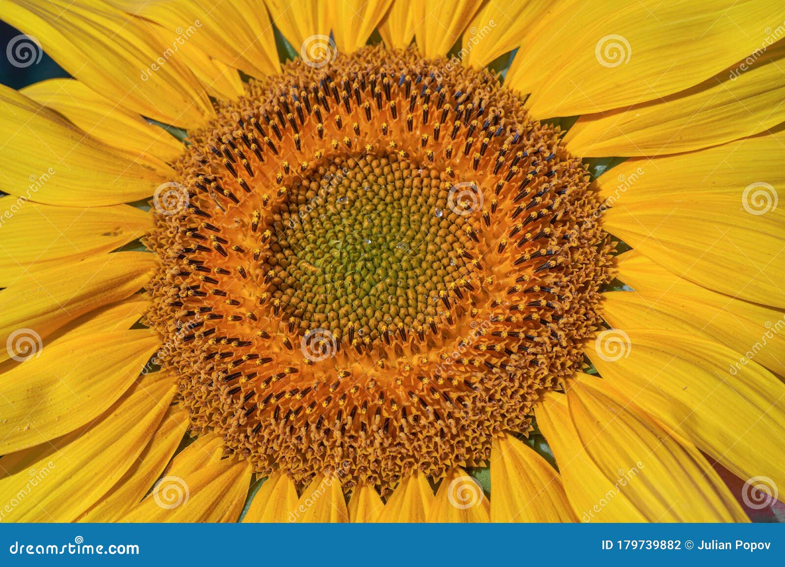 Sunflower Texture Royalty-Free Stock Image | CartoonDealer.com #7655062