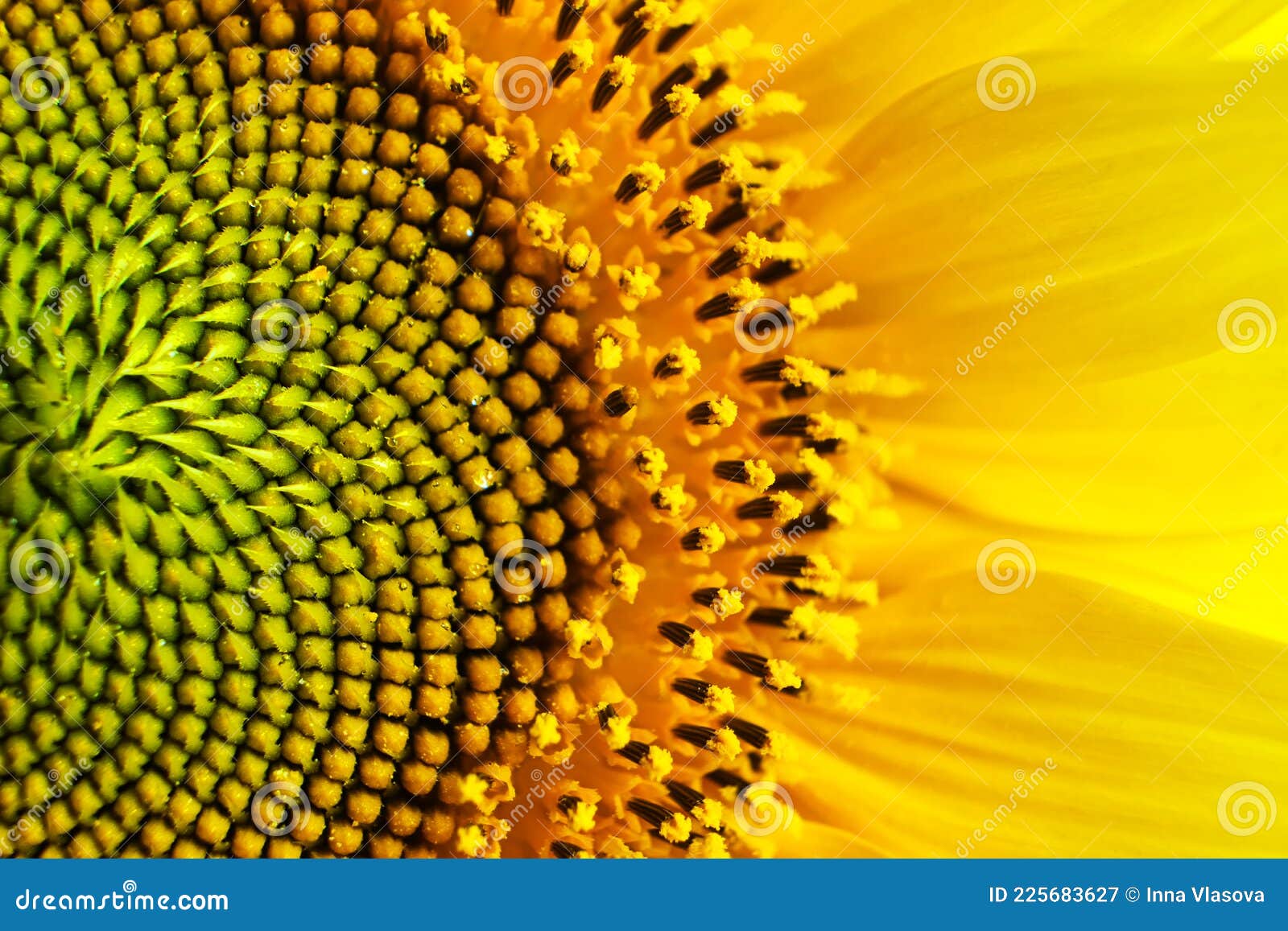 Sunflower Texture and Background. Texture of Sunflower Pollen Stock ...