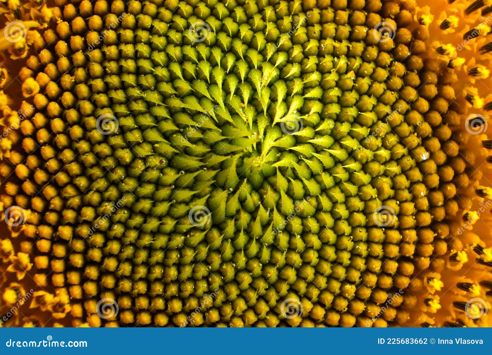 Sunflower Texture and Background. Texture of Sunflower Pollen Stock ...