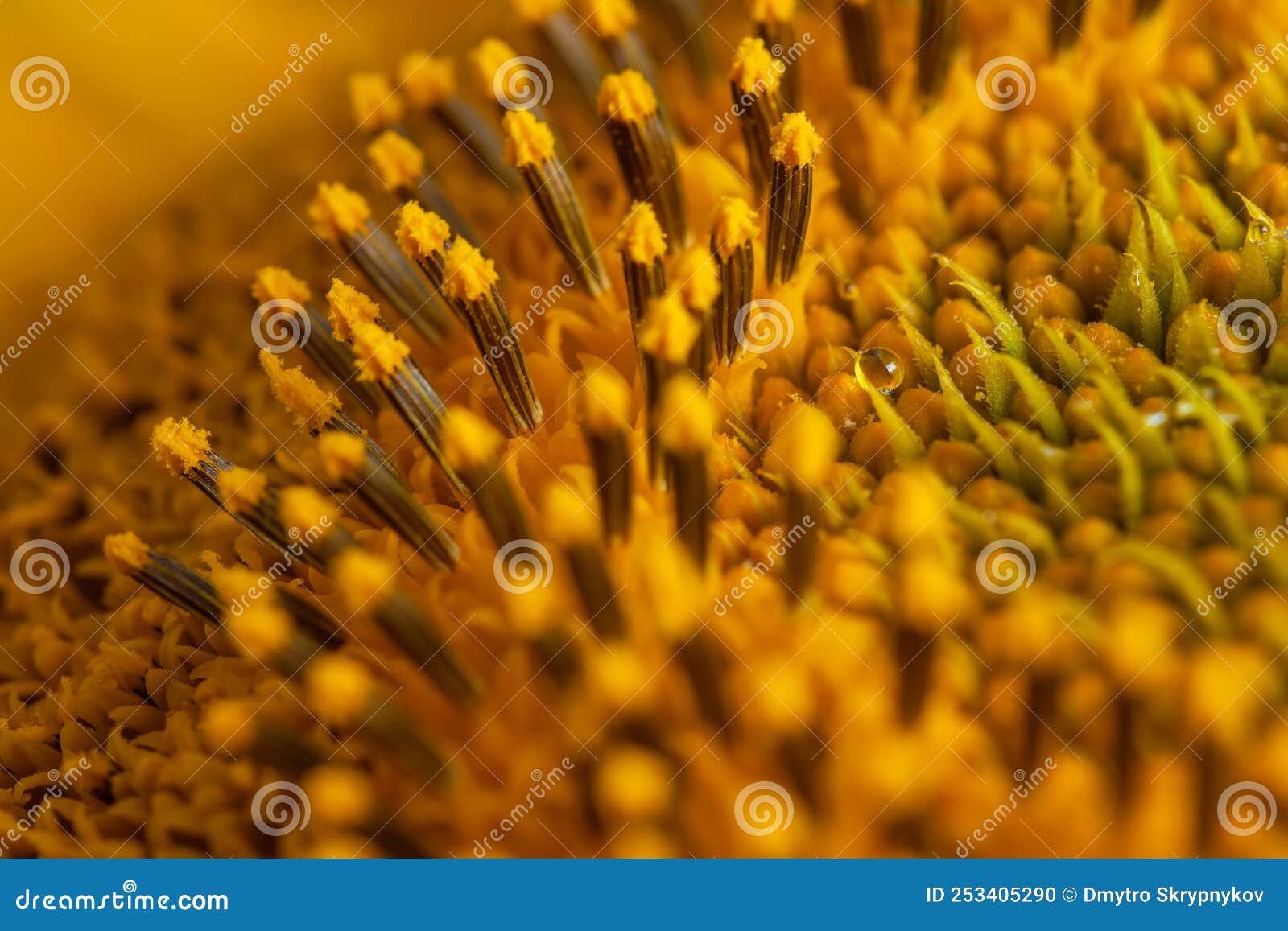 Sunflower Texture and Background. Texture of Sunflower Pollen Stock ...