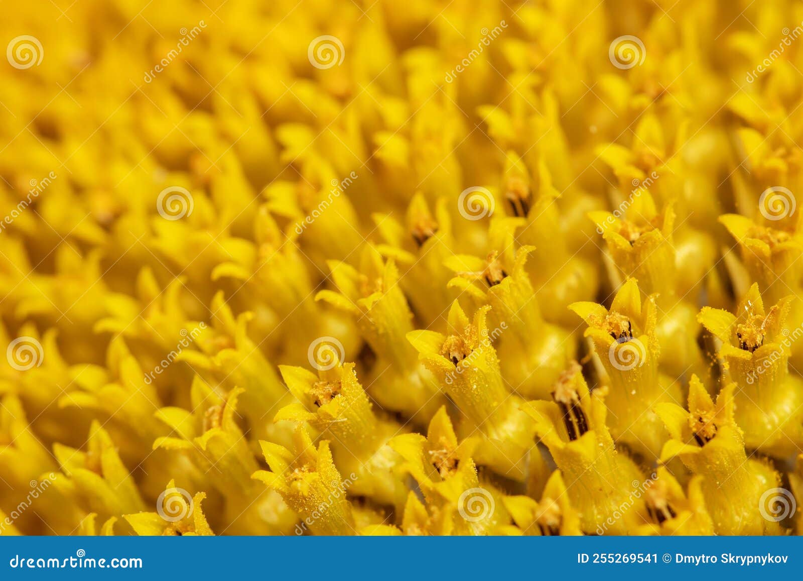 Sunflower Texture and Background. Texture of Sunflower Pollen Stock ...