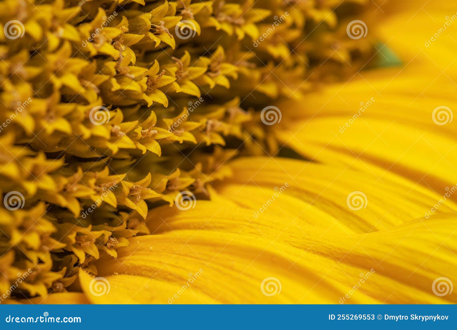 Sunflower Texture and Background. Texture of Sunflower Pollen Stock ...