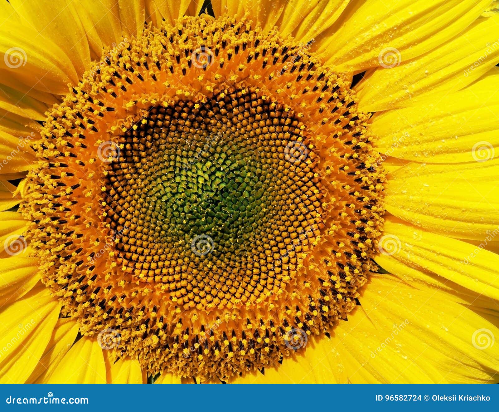 Sunflower stock photo. Image of nature, yellow, zonnebloem - 96582724