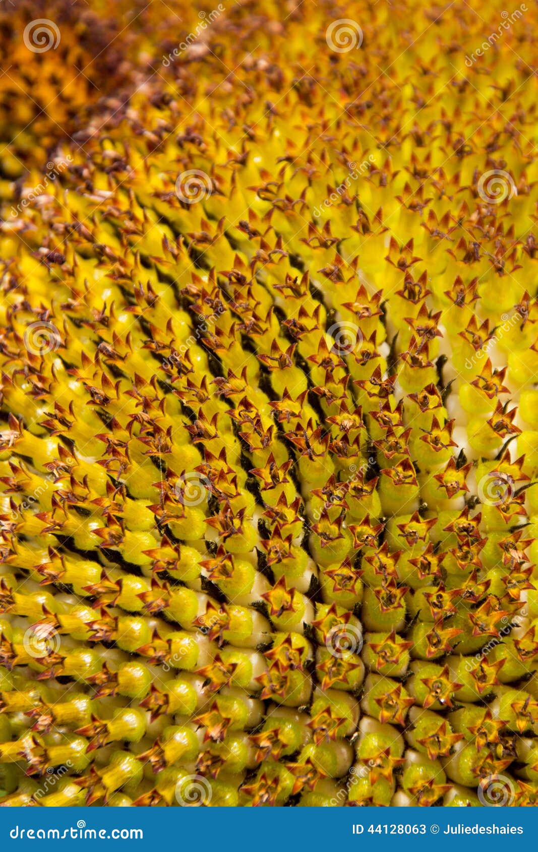 Sunflower texture closeup stock image. Image of flower - 44128063