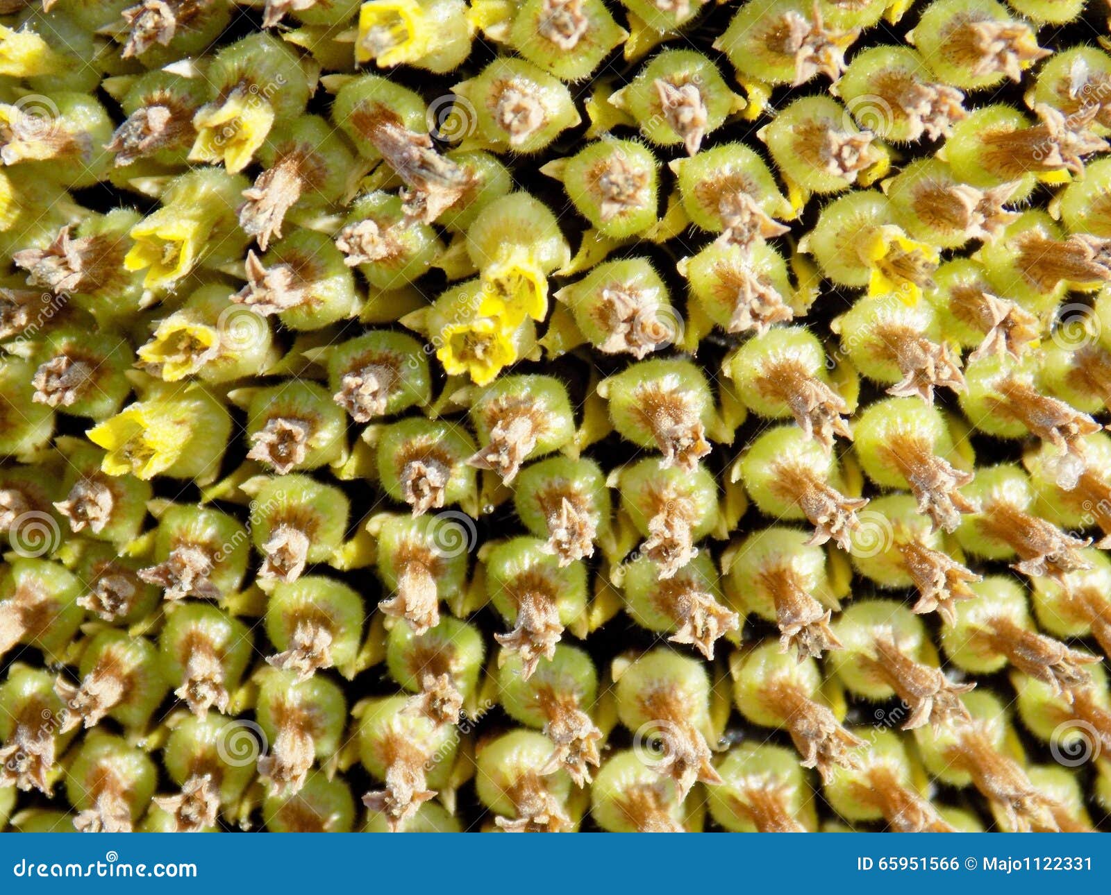 Sunflower texture stock photo. Image of ordered, food - 65951566