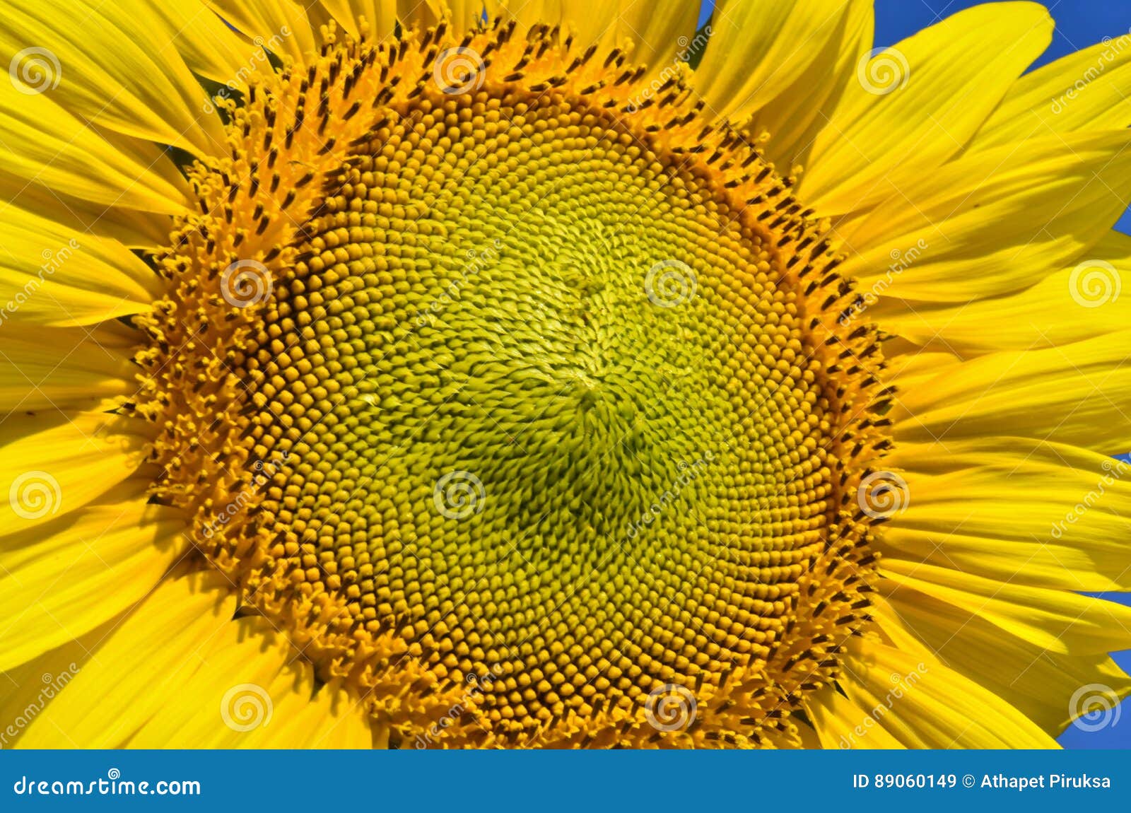 Sunflower Texture Stock Image | CartoonDealer.com #89060149