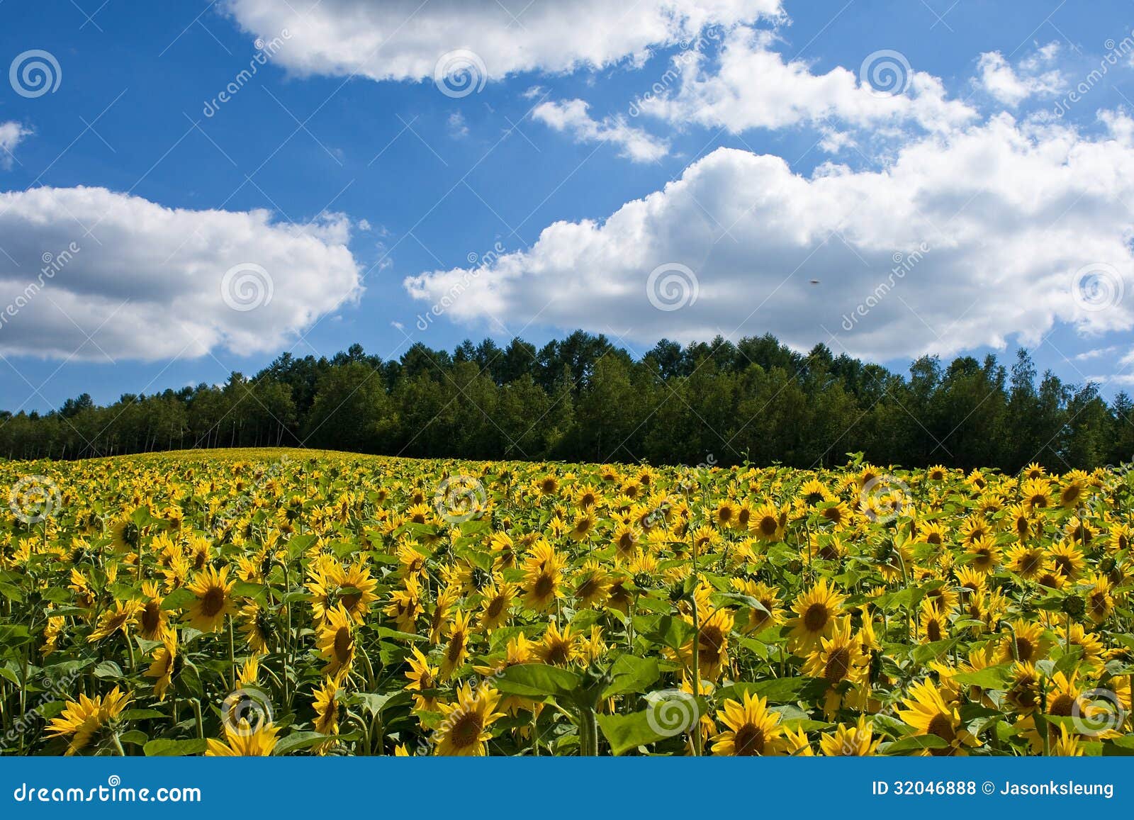 Sunflower stock photo. Image of beautiful, landscape - 32046888