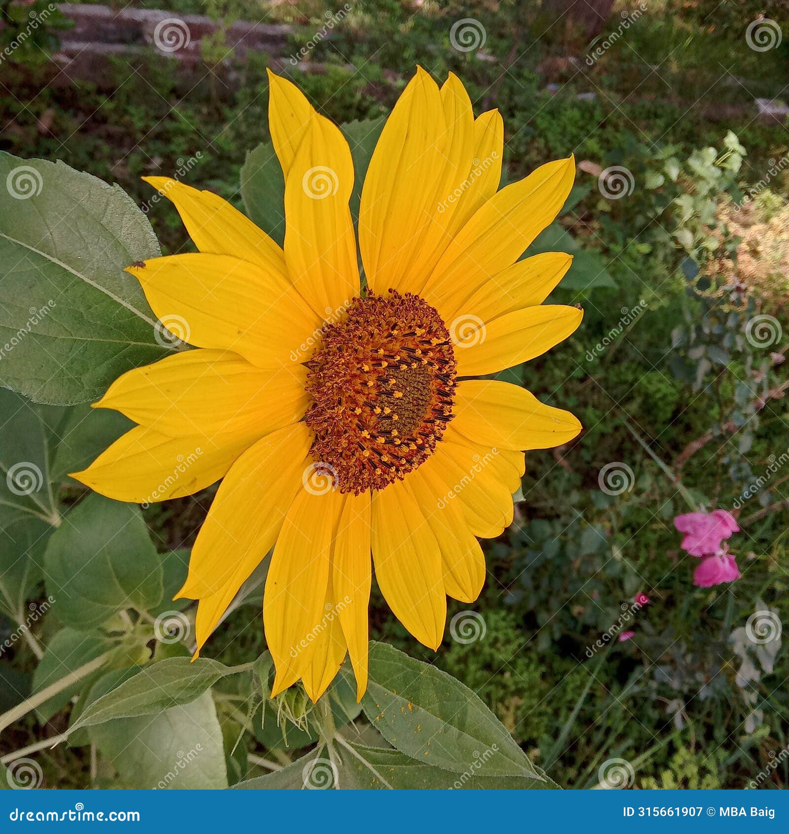 Sunflower tilted side view stock image. Image of angle - 315661907