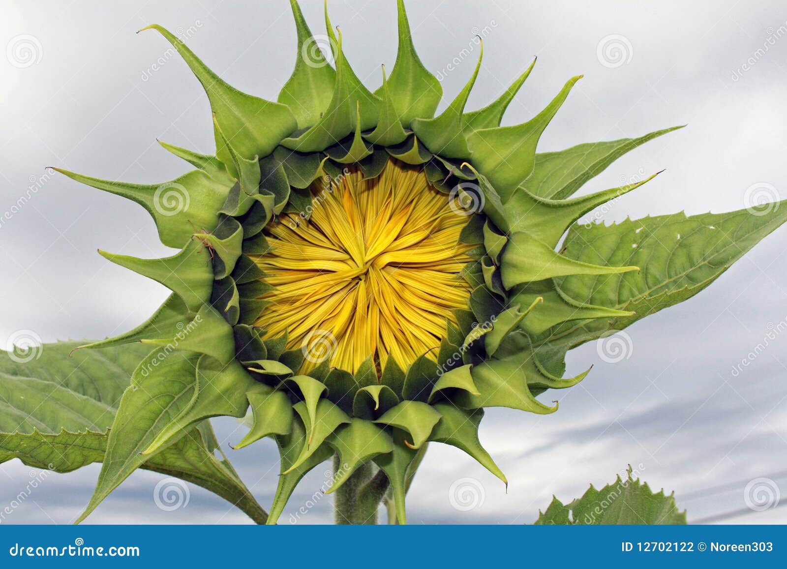 Sunflower about to burst stock photo. Image of flowers - 12702122