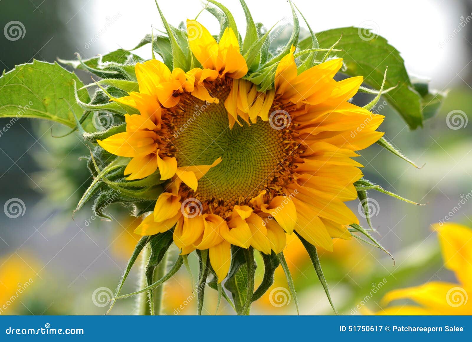 Sunflower stock image. Image of tree, flower, nature - 51750617