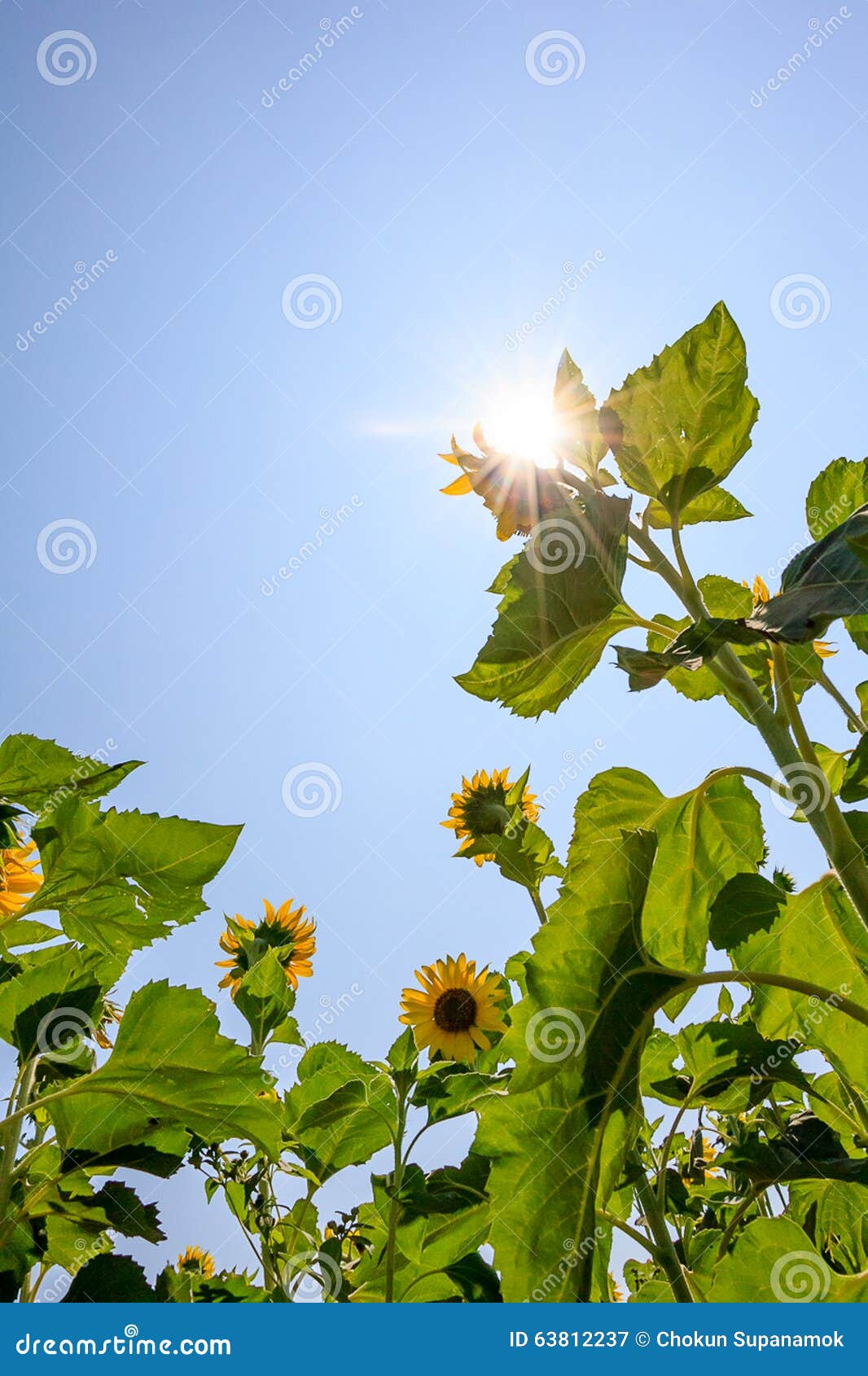 Sunflower tree in garden stock image. Image of background - 63812237