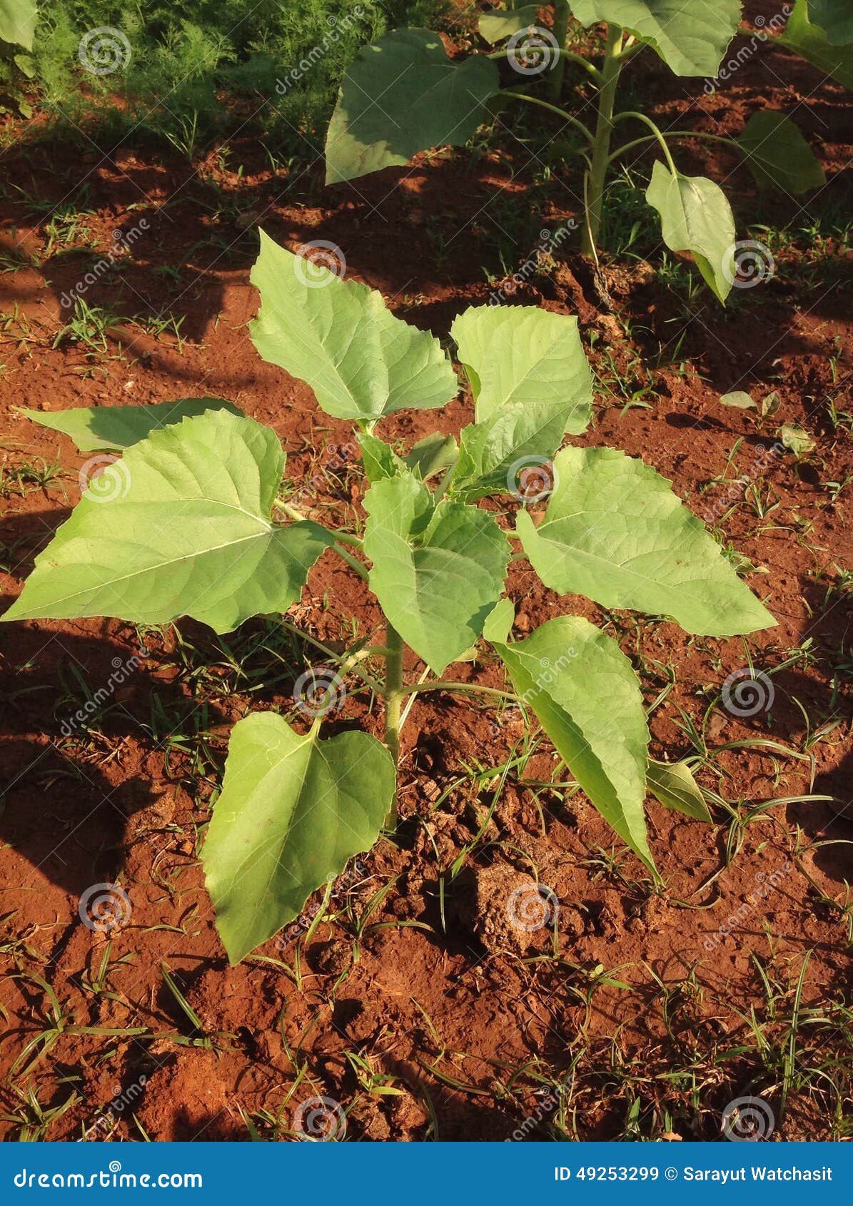 Sunflower Tree stock image. Image of pale, sunflower - 49253299