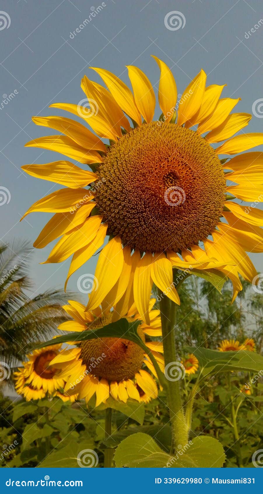 Sunflower stock photo. Image of sunrise, yellow, sunset - 339629980
