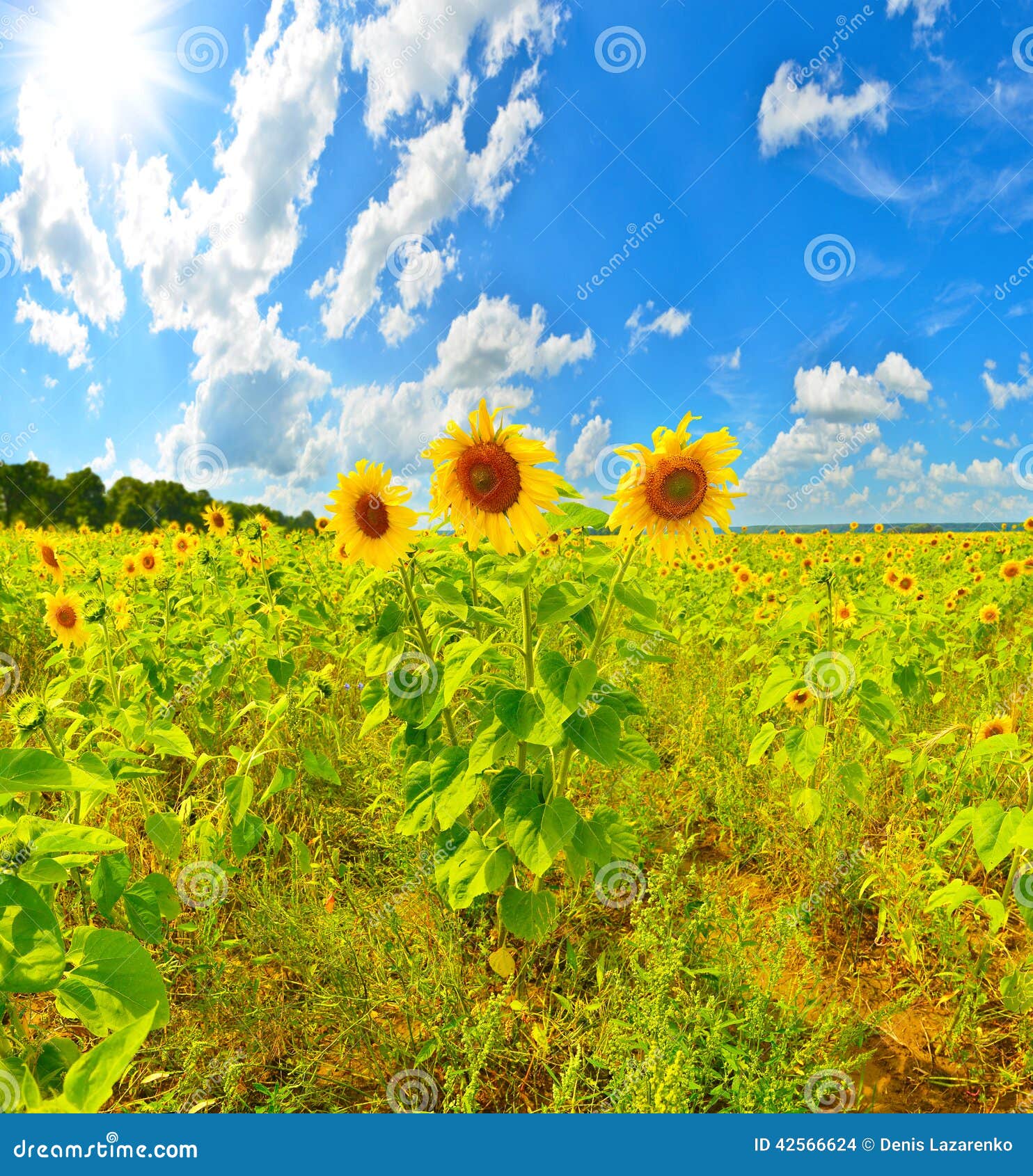 Sunflower trio stock photo. Image of summer, flower, clouds - 42566624