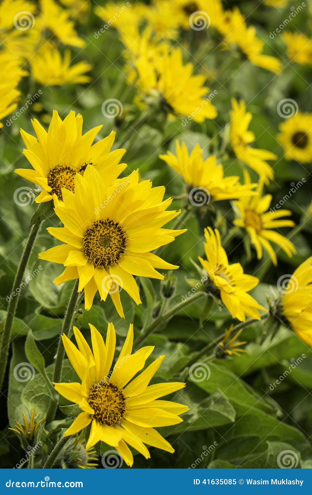 Sunflower Trio stock image. Image of washington, mountain - 41635085