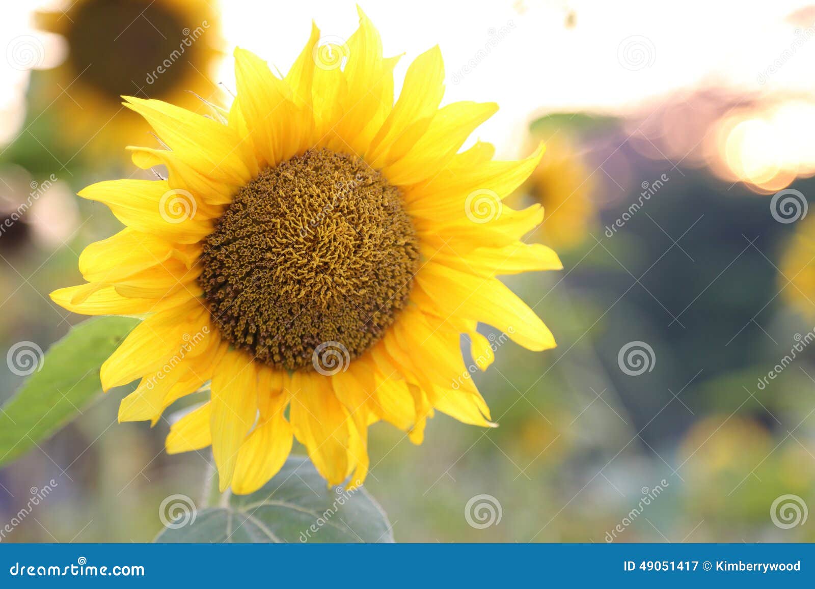 Sunflower stock image. Image of crop, beauty, bright - 49051417