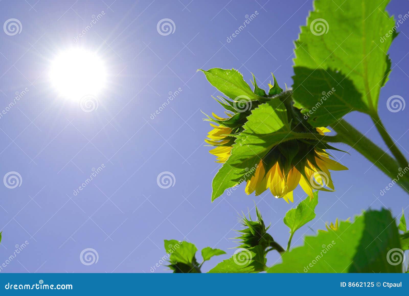 Sunflower under sunshine stock image. Image of flower - 8662125