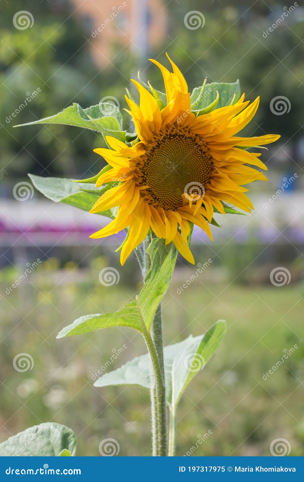 Sunflower in the Urban Environment Stock Image - Image of bottom ...