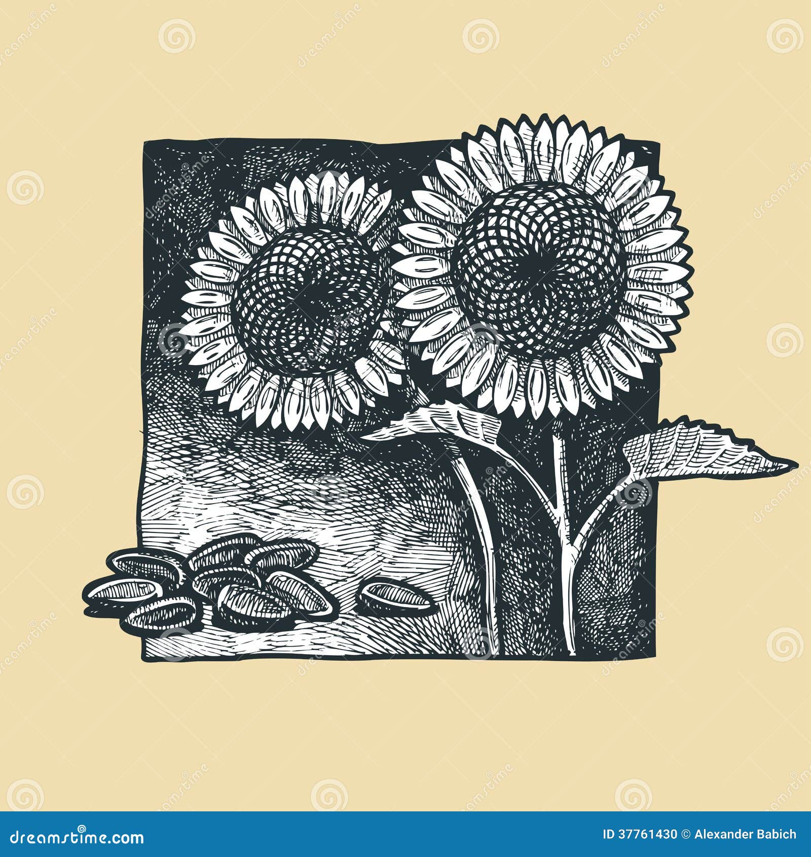 Sunflower stock vector. Illustration of gardenstuff, potherb - 37761430