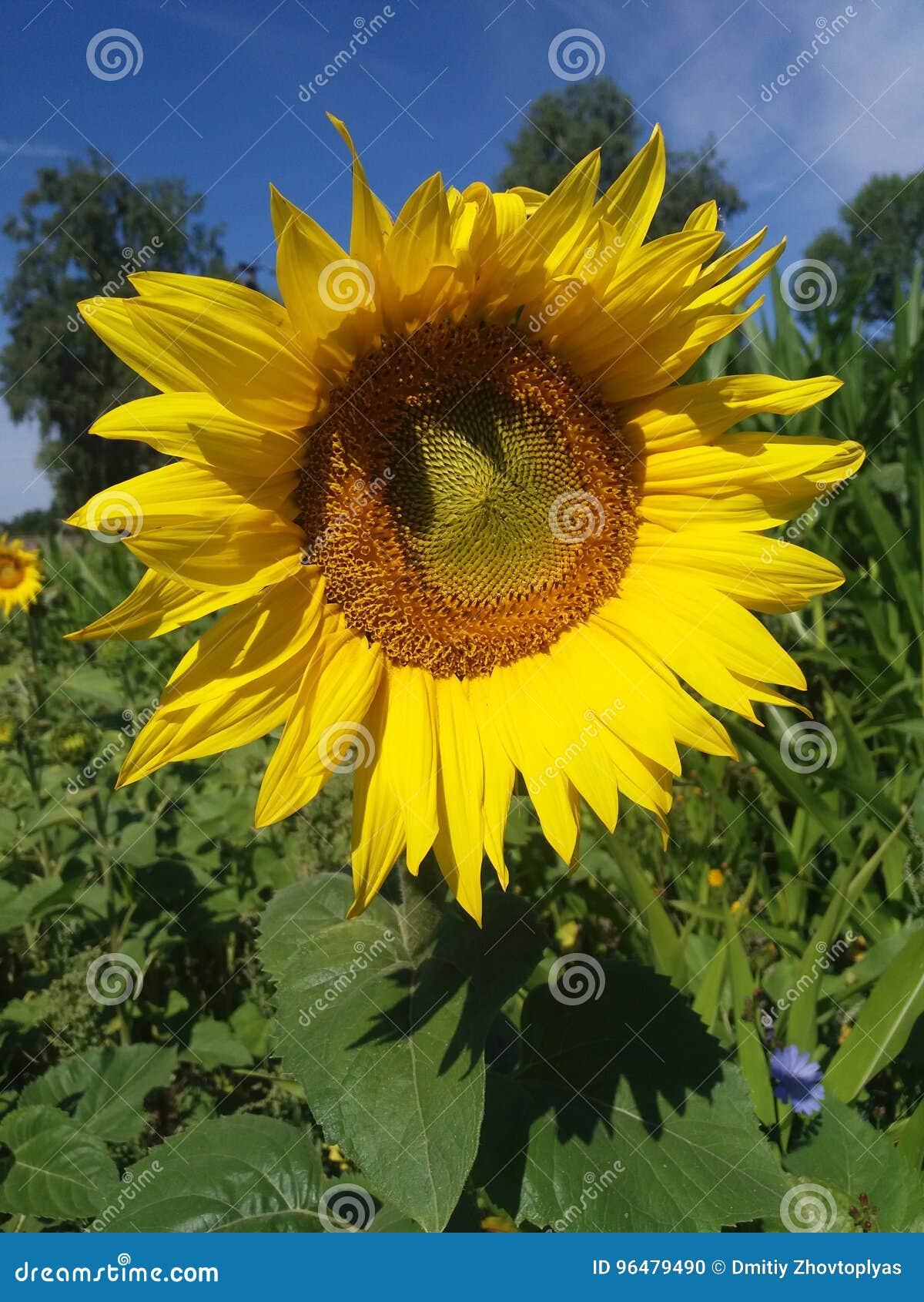 Sunflower. Very nice stock photo. Image of blue, sunflower - 96479490