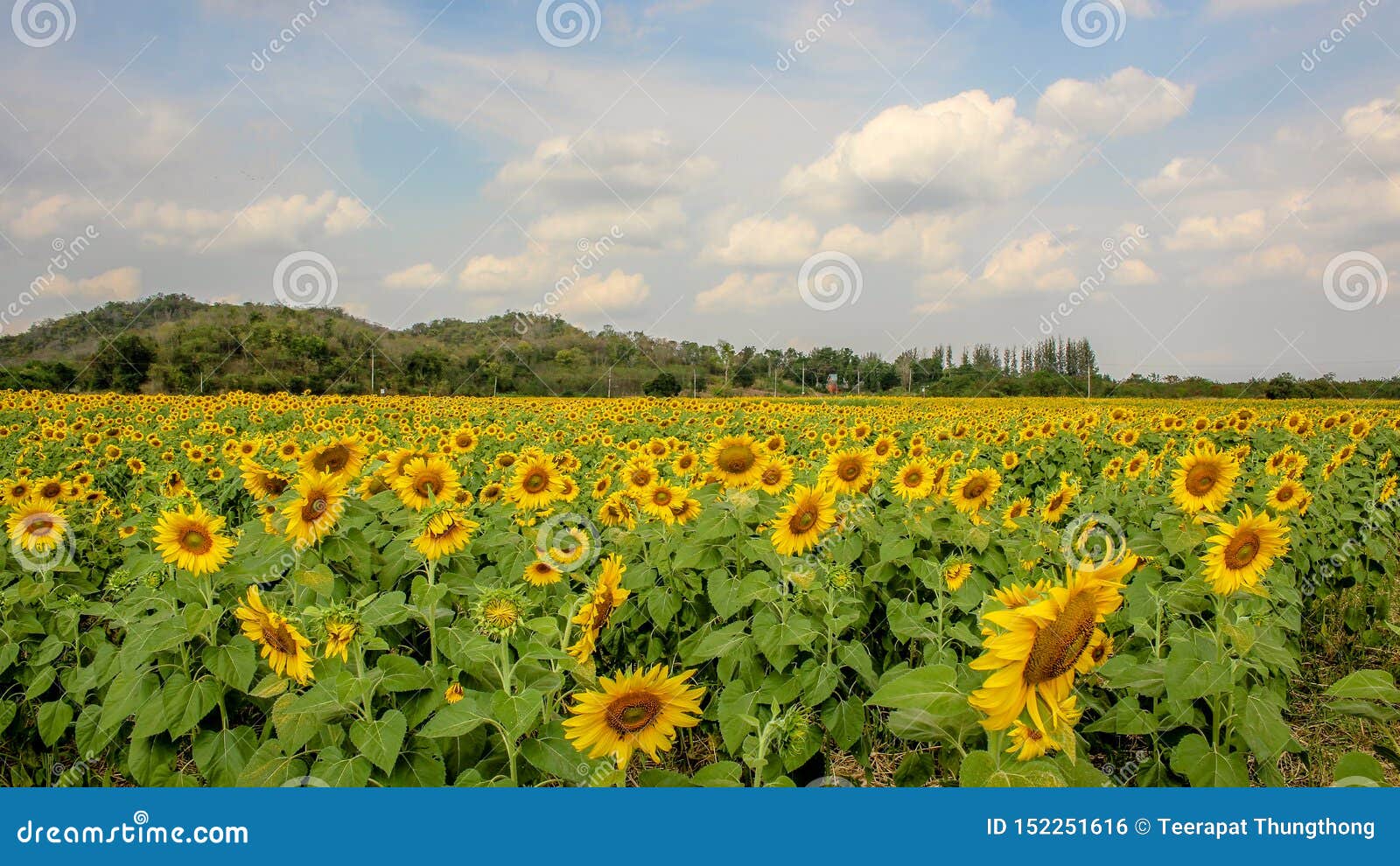 Sunflower stock photo. Image of sunflowers, view, shine - 152251616
