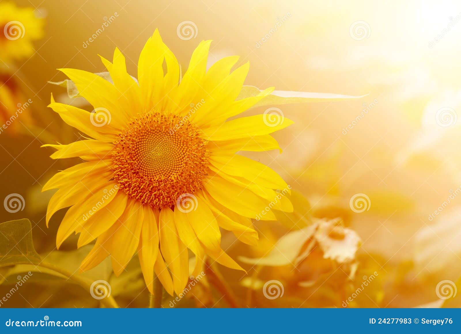 Sunflower in warm sunlight stock image. Image of sunlight - 24277983